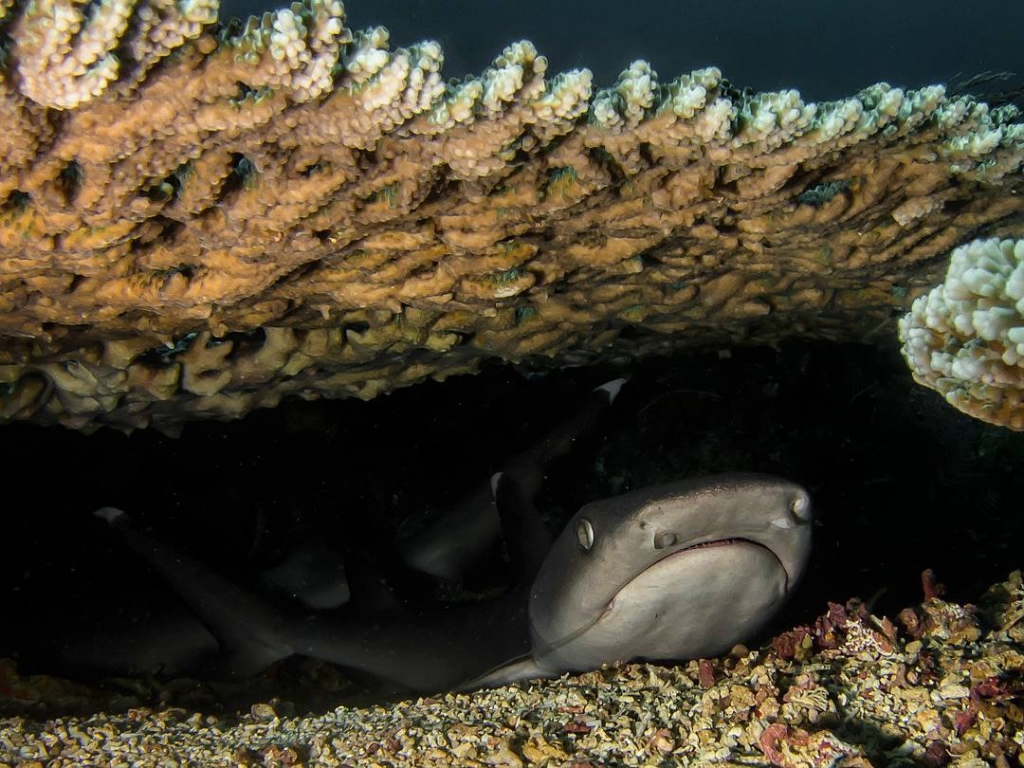 Komodo dive site SPOTLIGHT: Siaba Besar | Komodo Dive Center